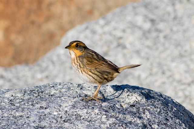 Saltmarsh Sparrow