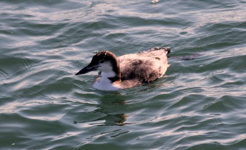Common Loon