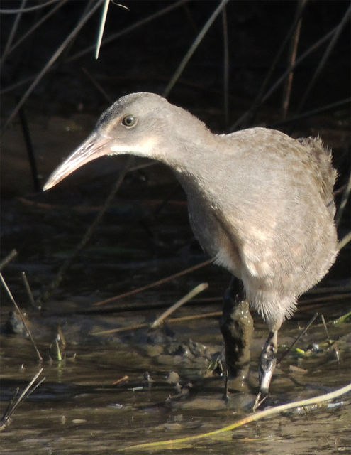 Clapper Rail
