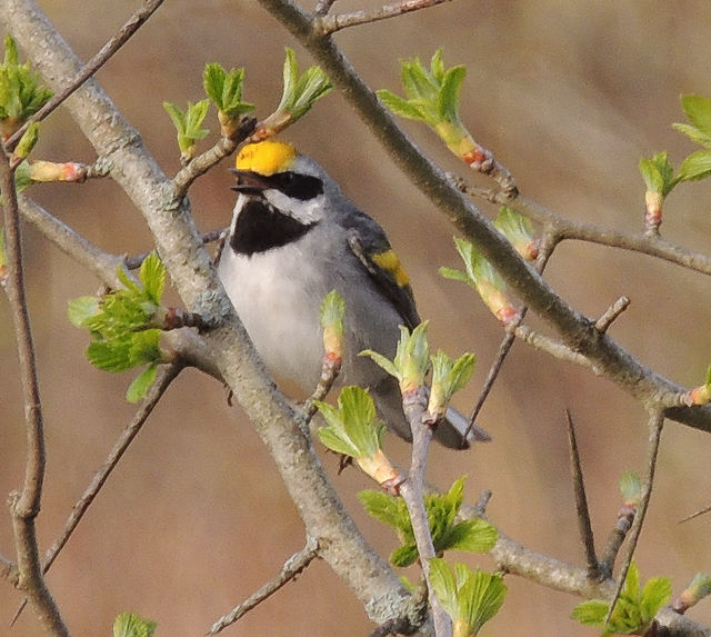 Golden-winged Warbler