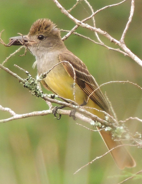 Great Crested Flycatcher