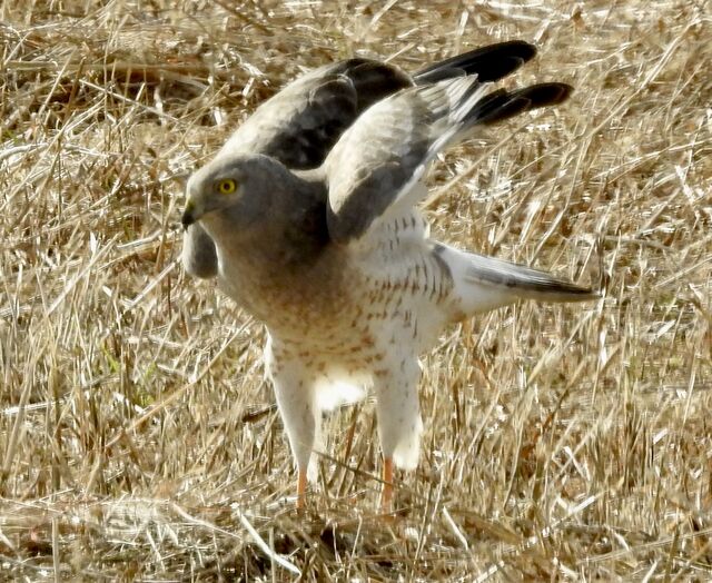 Northern Harrier