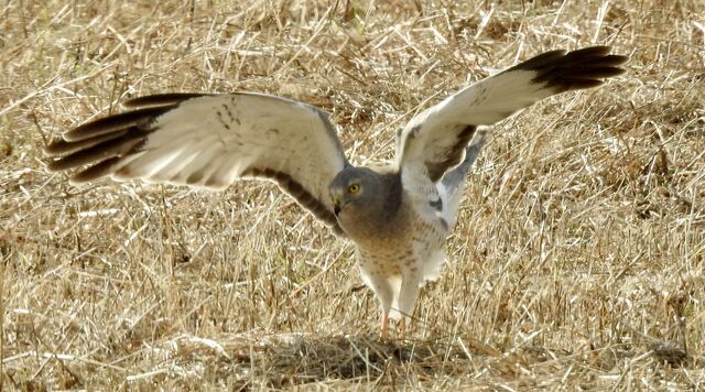 Northern Harrier