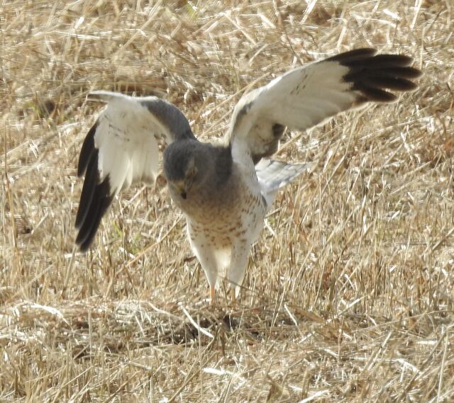 Northern Harrier