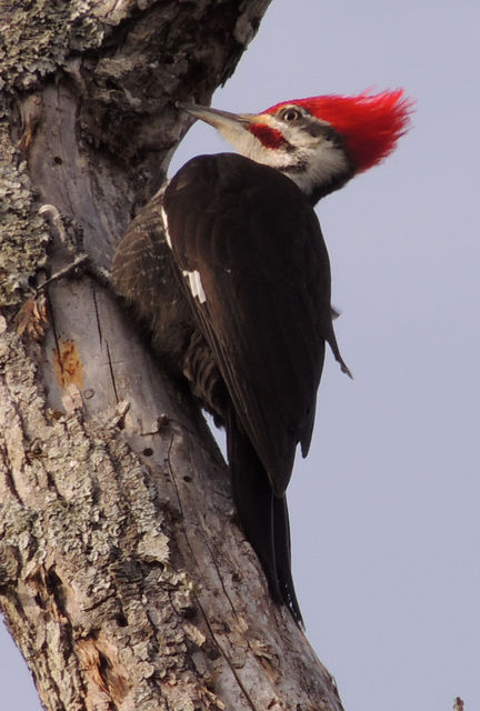 Pileated Woodpecker