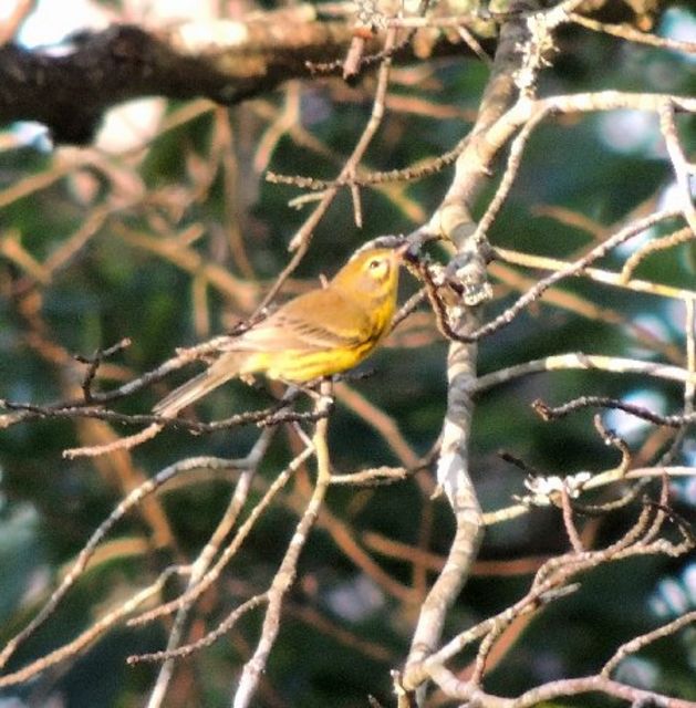 Prairie Warbler