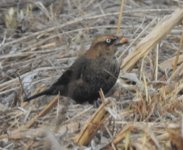 Rusty Blackbird