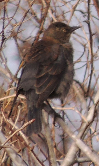 Rusty Blackbird