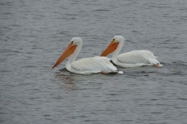 American White Pelican