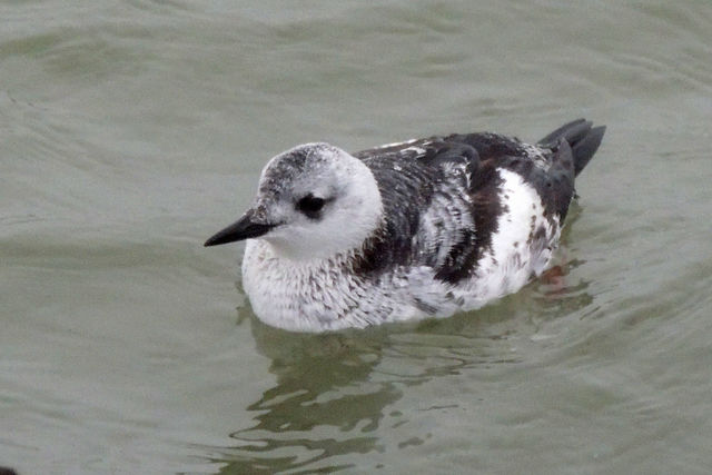 Black Guillemot