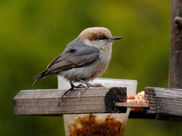 Brown-headed Nuthatch