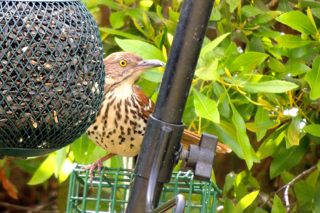 Brown Thrasher