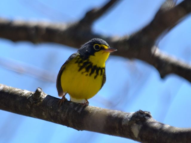 Canada Warbler