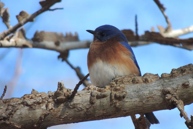 Eastern Bluebird