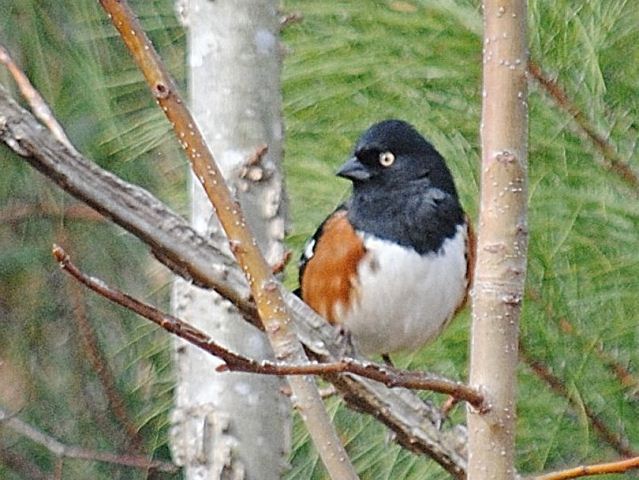 Eastern Towhee