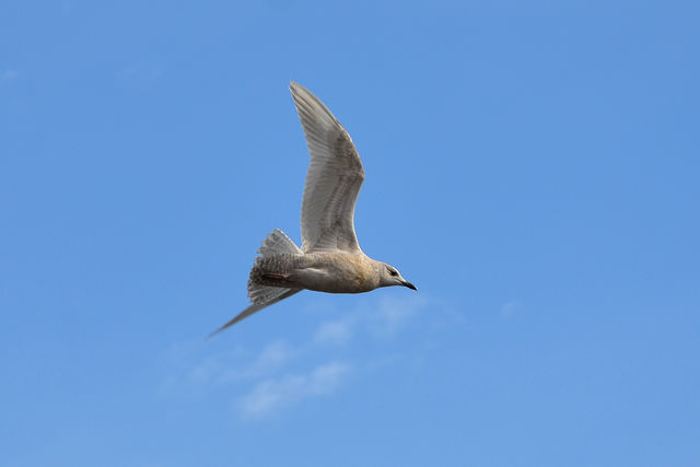 Iceland Gull