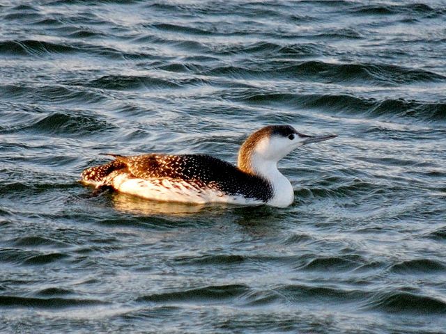 Red-throated Loon