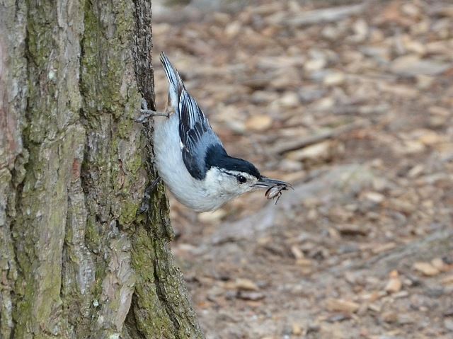 White-breasted Nuthatch