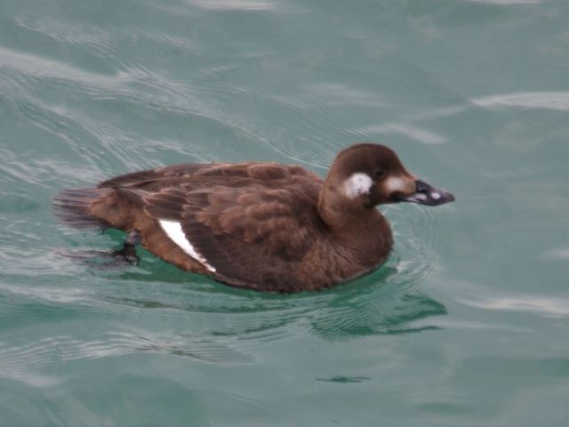 White-winged Scoter