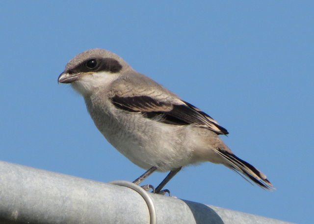 Loggerhead Shrike