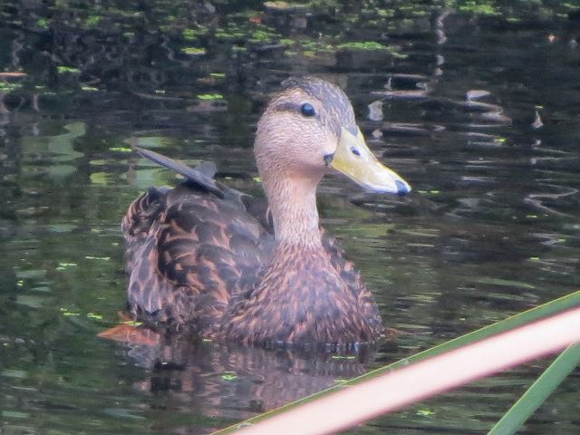Mottled Duck