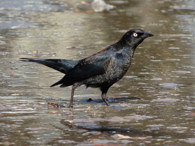 Rusty Blackbird