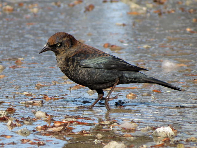Rusty Blackbird