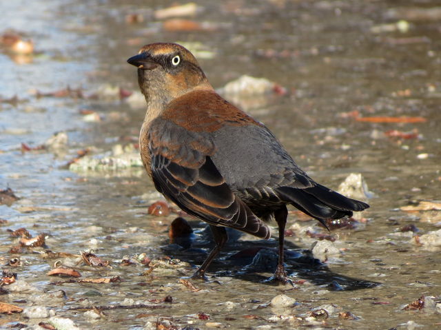 Rusty Blackbird