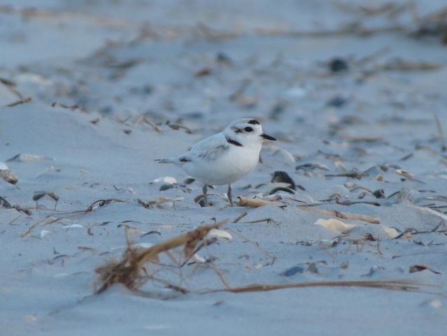 Snowy Plover