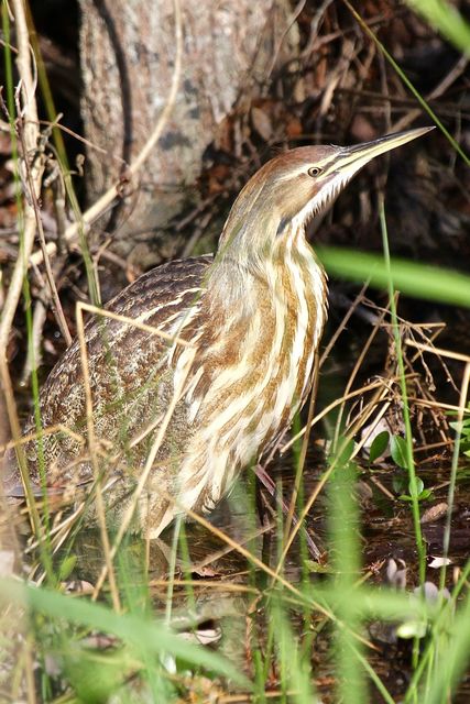 American Bittern