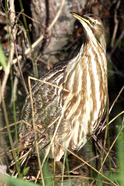 American Bittern