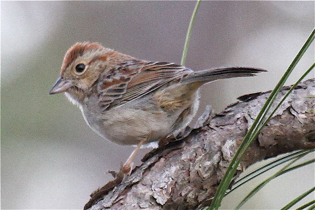 Bachman's Sparrow