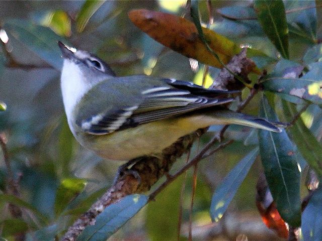 Blue-headed Vireo