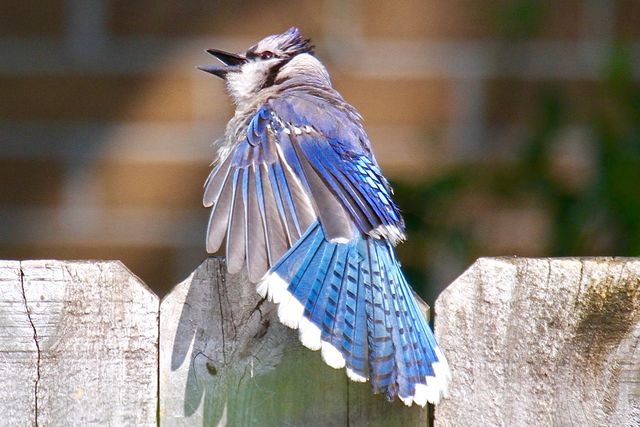 Blue Jay