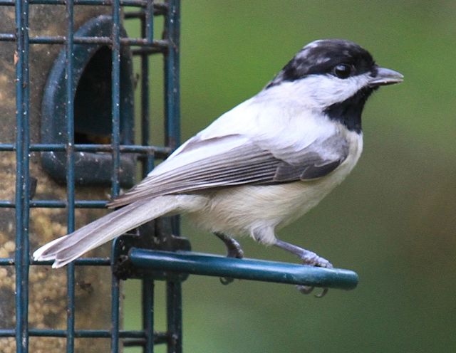 Carolina Chickadee