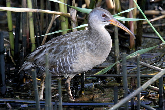 Clapper Rail