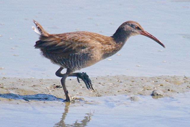 Clapper Rail
