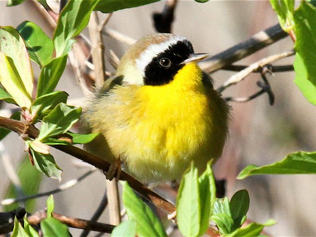 Common Yellowthroat