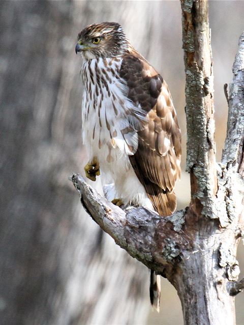 Cooper's Hawk