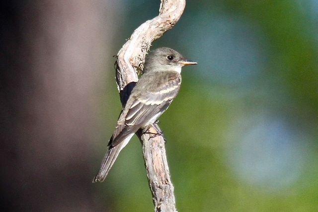 Eastern Wood-Pewee