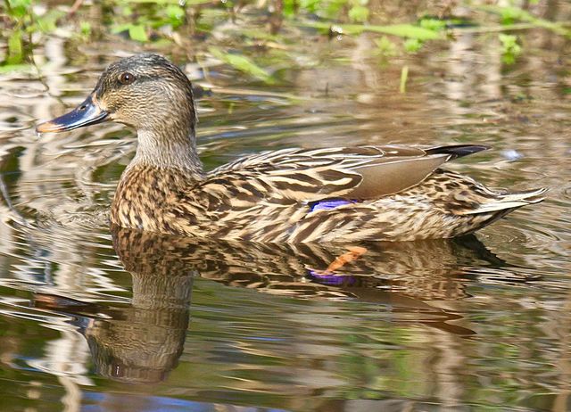Mallard