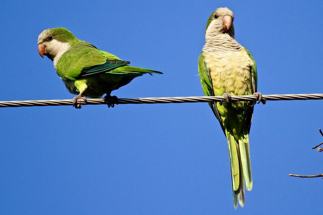 Monk Parakeet