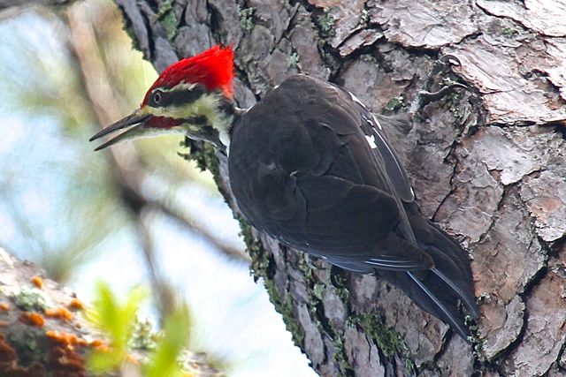 Pileated Woodpecker