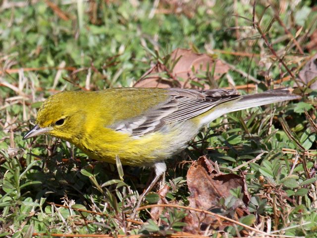 Pine Warbler