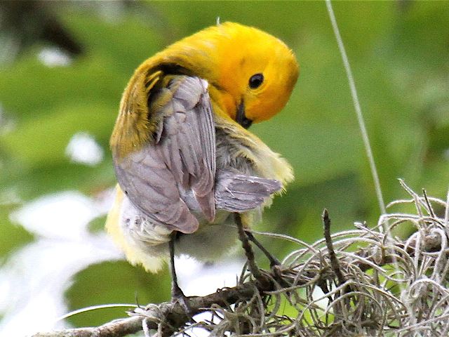 Prothonotary Warblers