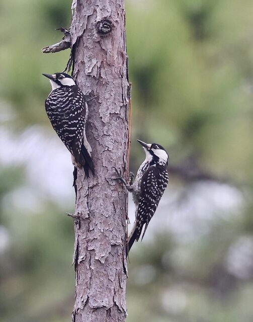 Red-cockaded Woodpecker