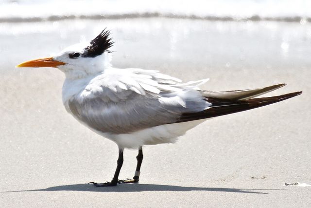 Royal Tern