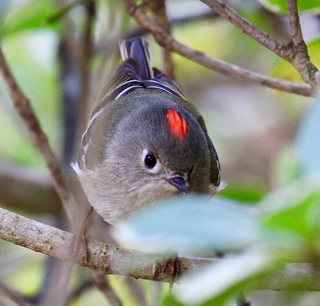 Ruby-crowned Kinglet