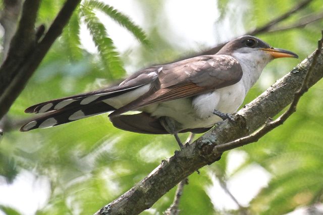 Yellow-billed Cuckoo