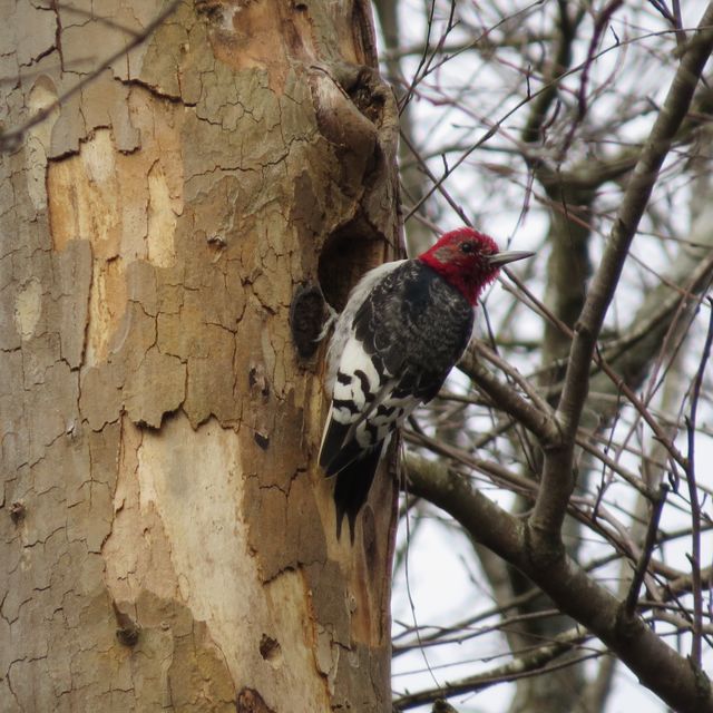 Red-headed Woodpecker